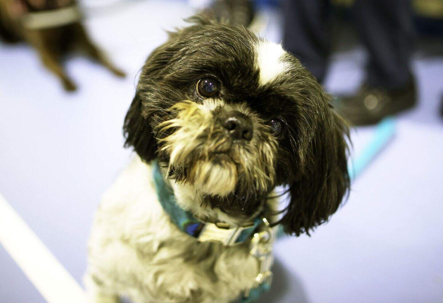 Crufts: Meet the three dogs flying the flag for Northern Ireland at ...