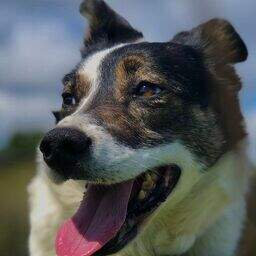 Streamvale farm ‘heartbroken’ after ‘beloved’ dog Pip dies | Belfast ...