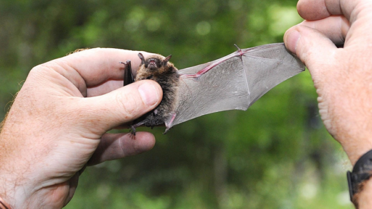 ‘Bats have greater range than Mariah Carey and growl like death metal ...