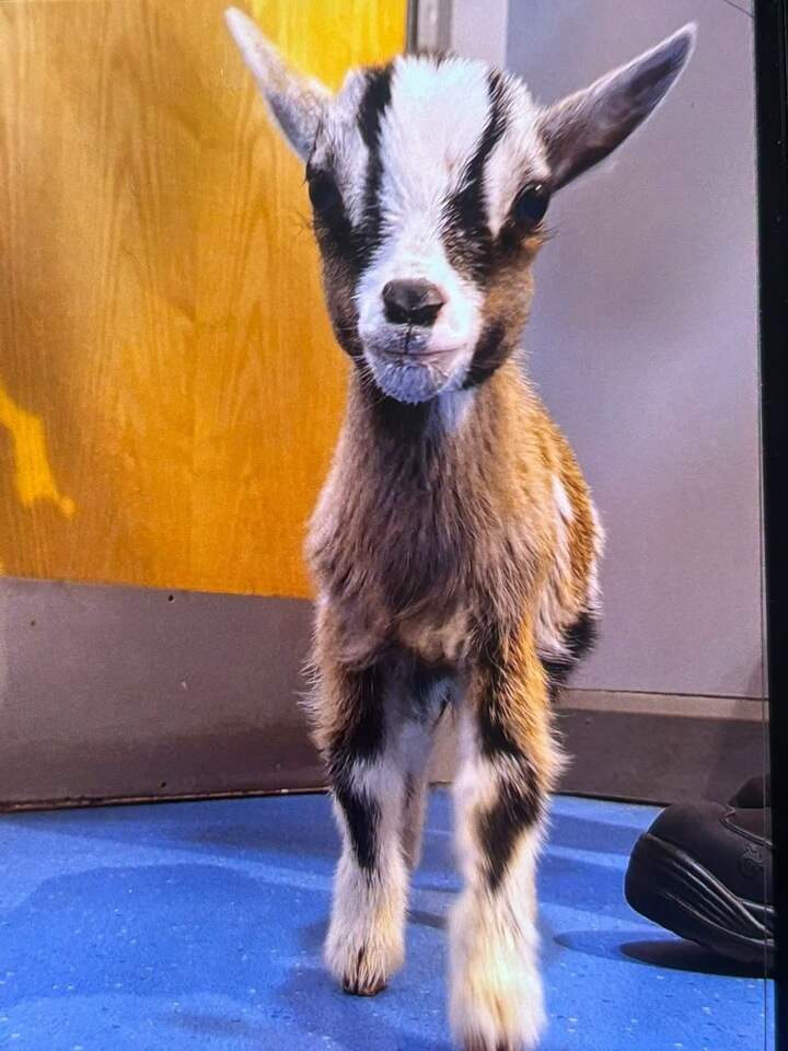 Kid-napped: Baby pygmy goat returned home to Co Armagh farm as two ...
