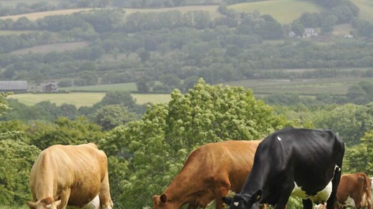 Man trampled by cows critically ill | Belfast Telegraph