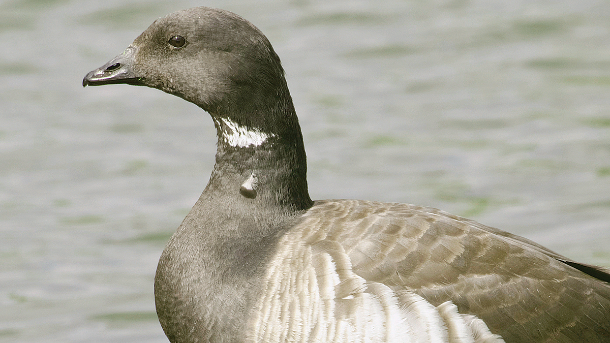 Goose eggs destroyed to avoid birds flying into engines at Belfast City ...