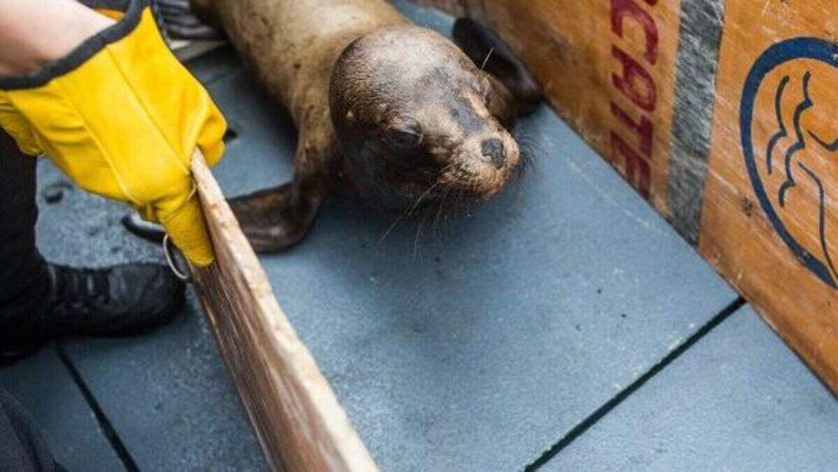 Injured sea lion set free off Peru | Belfast Telegraph