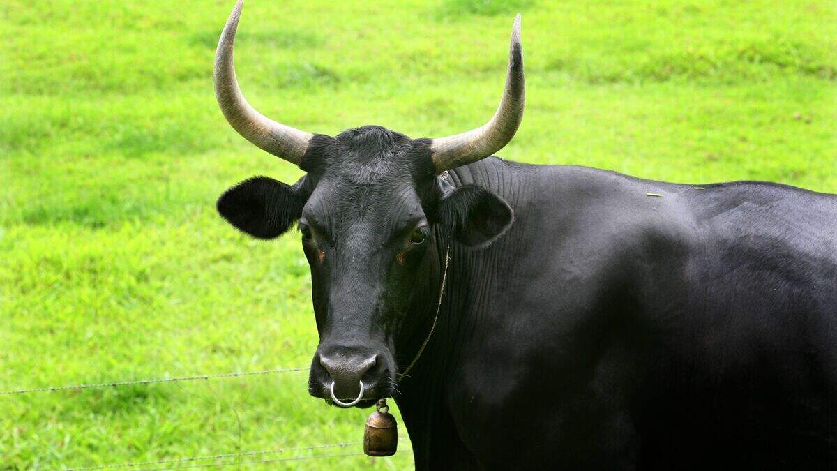 Escaped bull races through streets and into bank as it flees makeshift ...