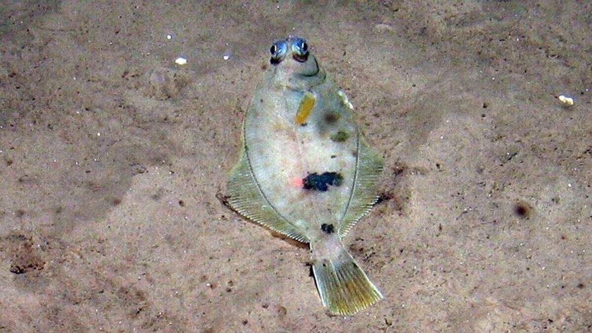 Proposed ban on damaging fishing in Dogger Bank will help wildlife ...