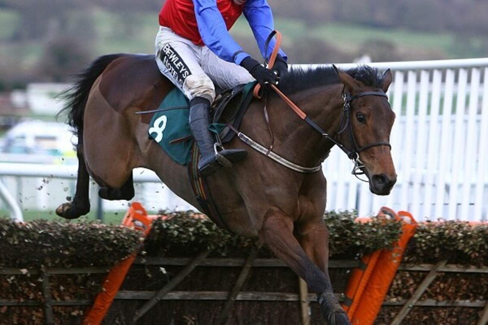 Quevega to run in mares' hurdle | Belfast Telegraph