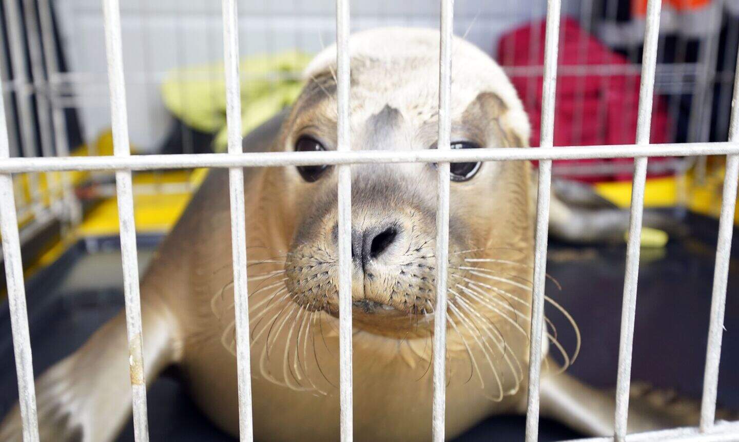 Rehabilitated seals returned to the wild in rare triple release ...