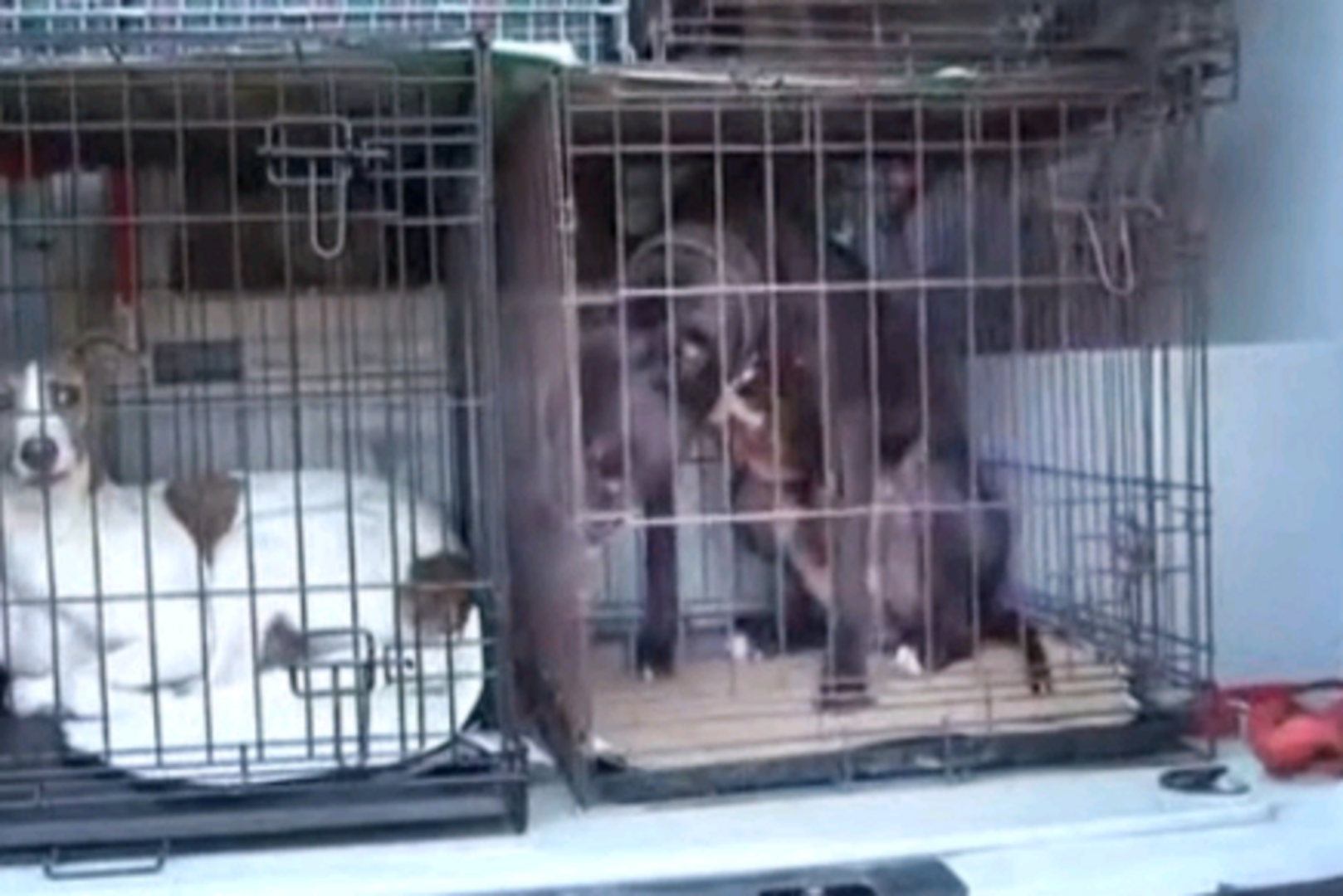 Smirking animal torturers freed: Outcry after dog fighting thugs get ...