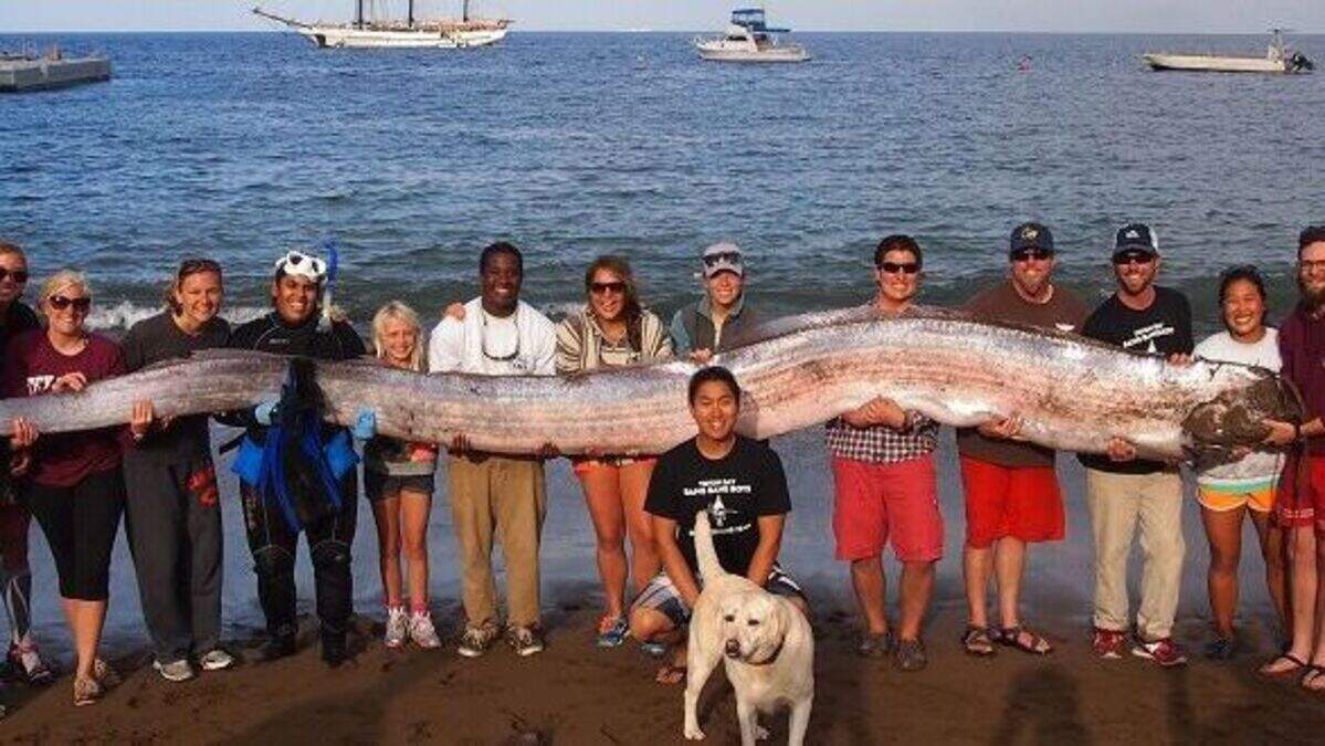 Giant oarfish carcass recovered | Belfast Telegraph
