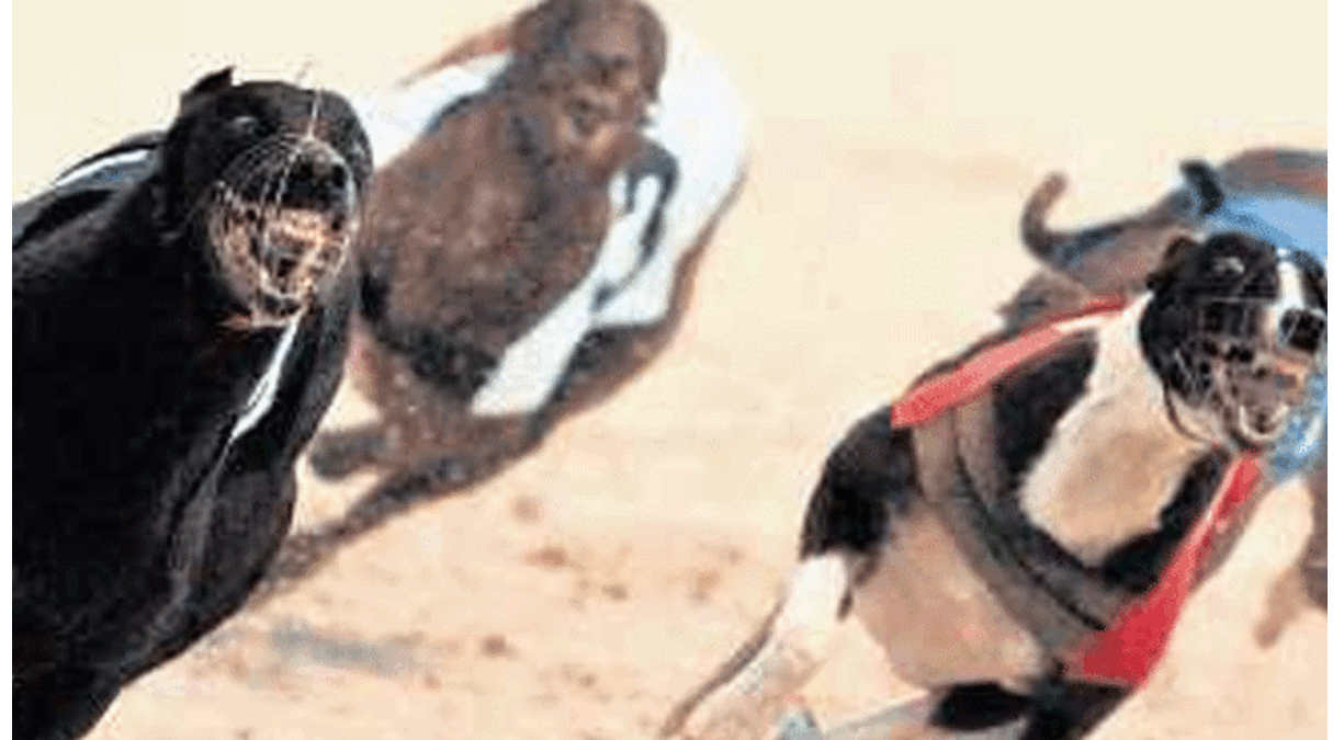 Quick Silver scorches to second successive New Year win at Drumbo Park ...