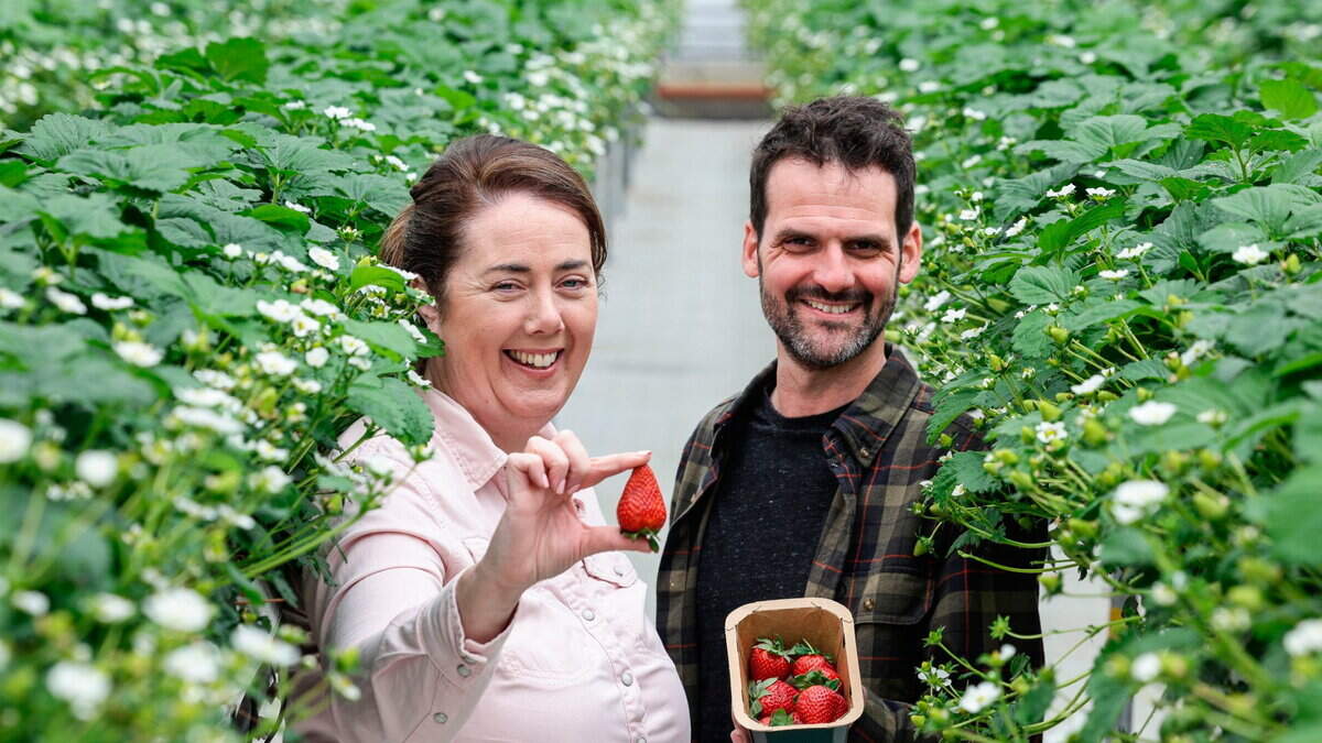 M&S sells homegrown strawberries in Northern Ireland for first time ...