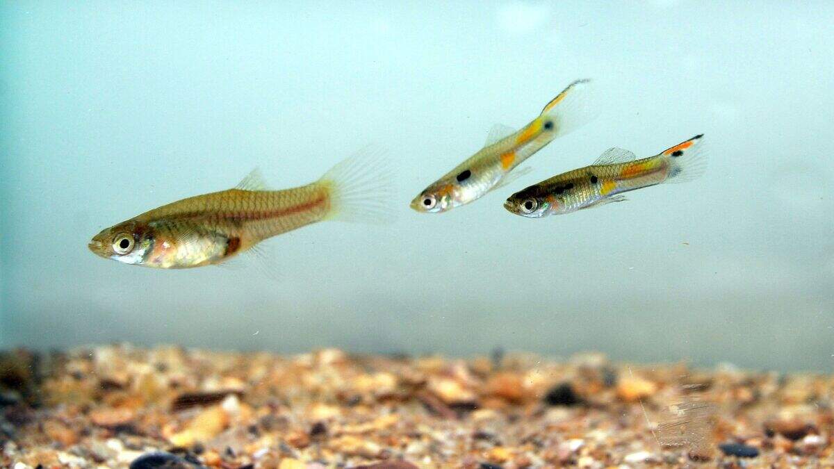 Beware of black eyed guppies – fish change iris colour as warning to ...
