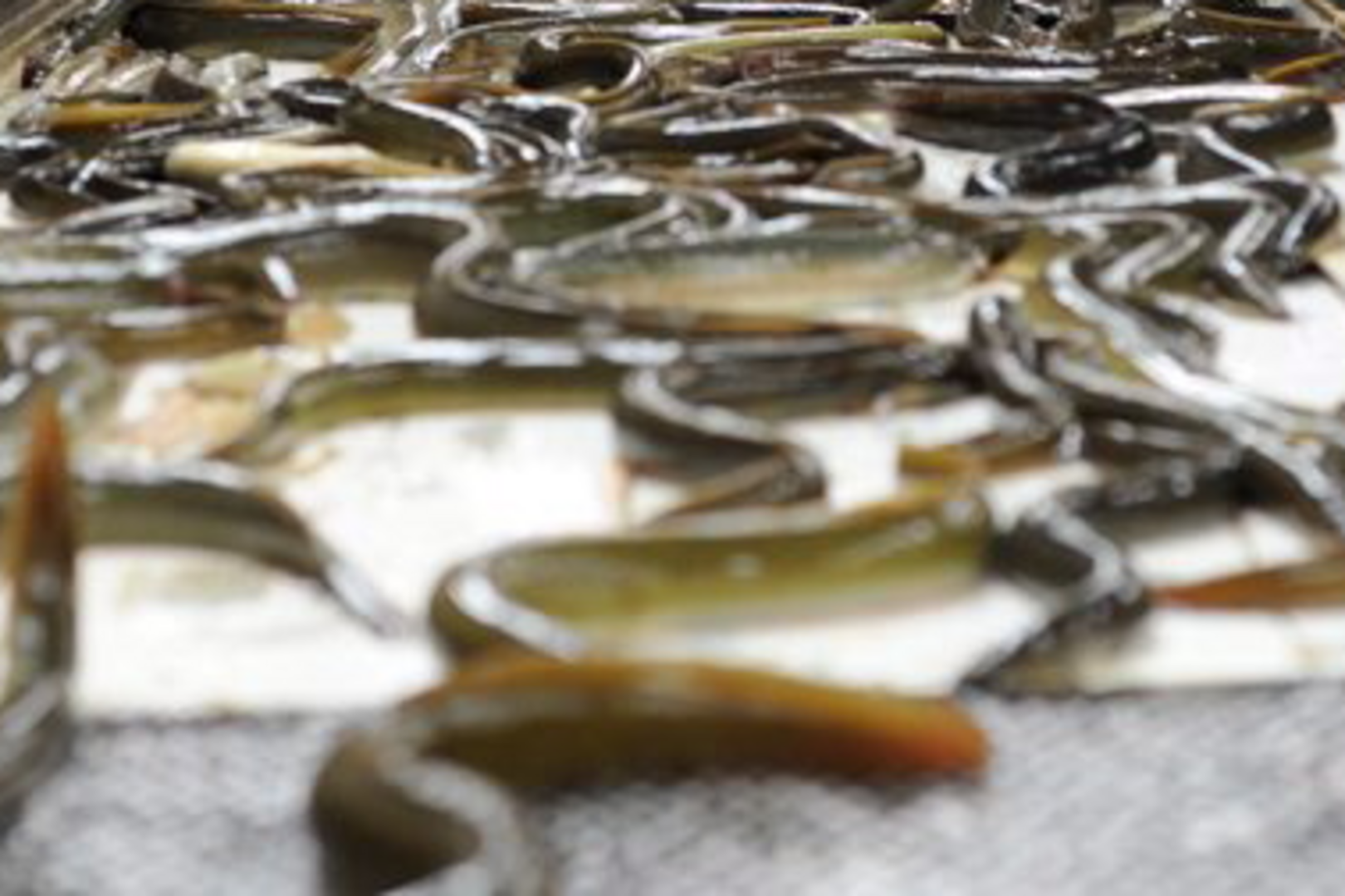 Lough Neagh eel life cycle studied | Belfast Telegraph