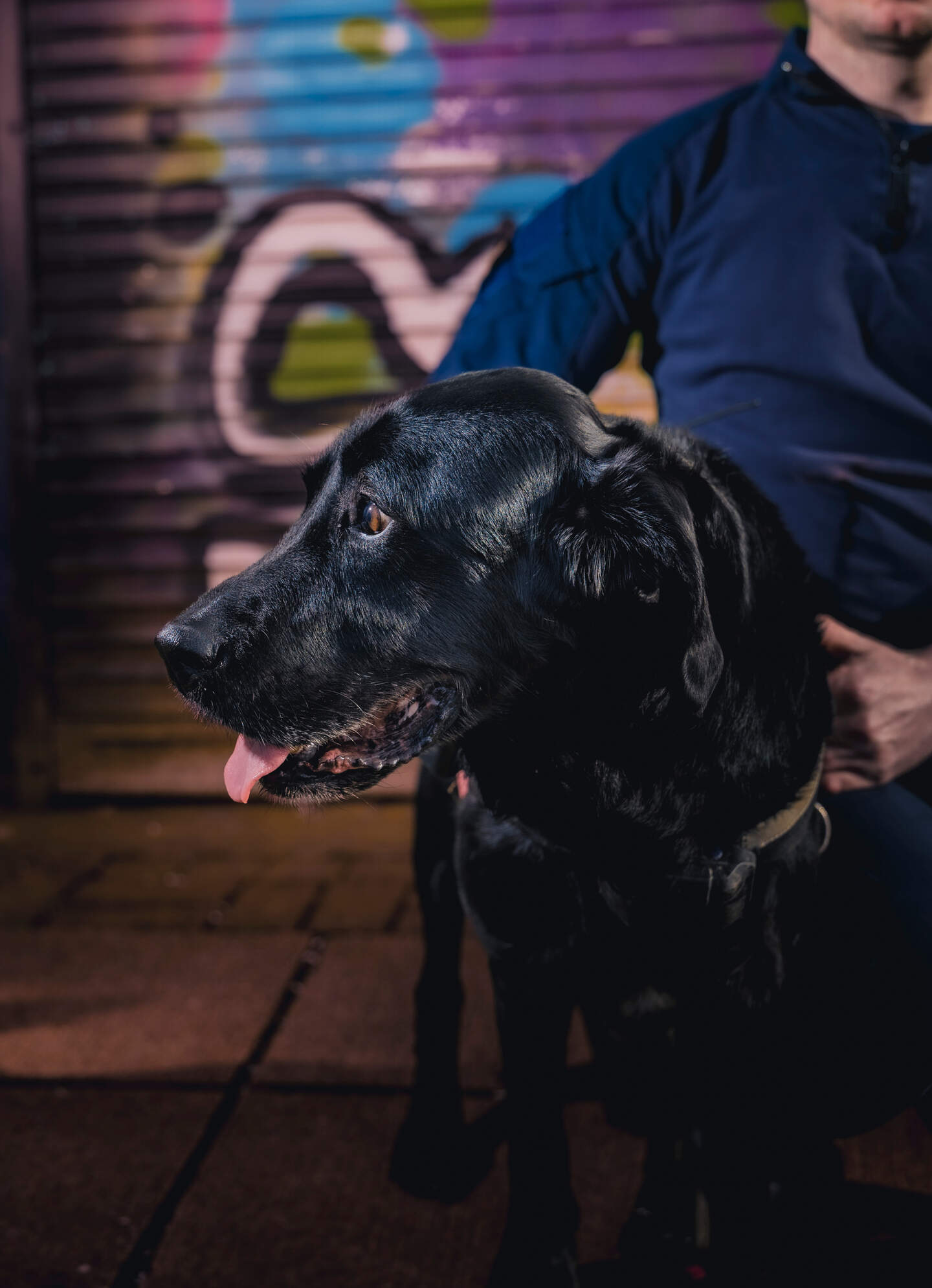Dog handler attacked by mob: ‘I’ve never been very good at walking past ...