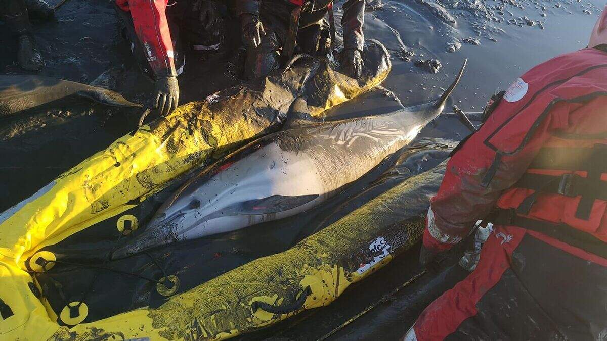 Dolphins stuck in the mud saved by firefighters | Belfast Telegraph