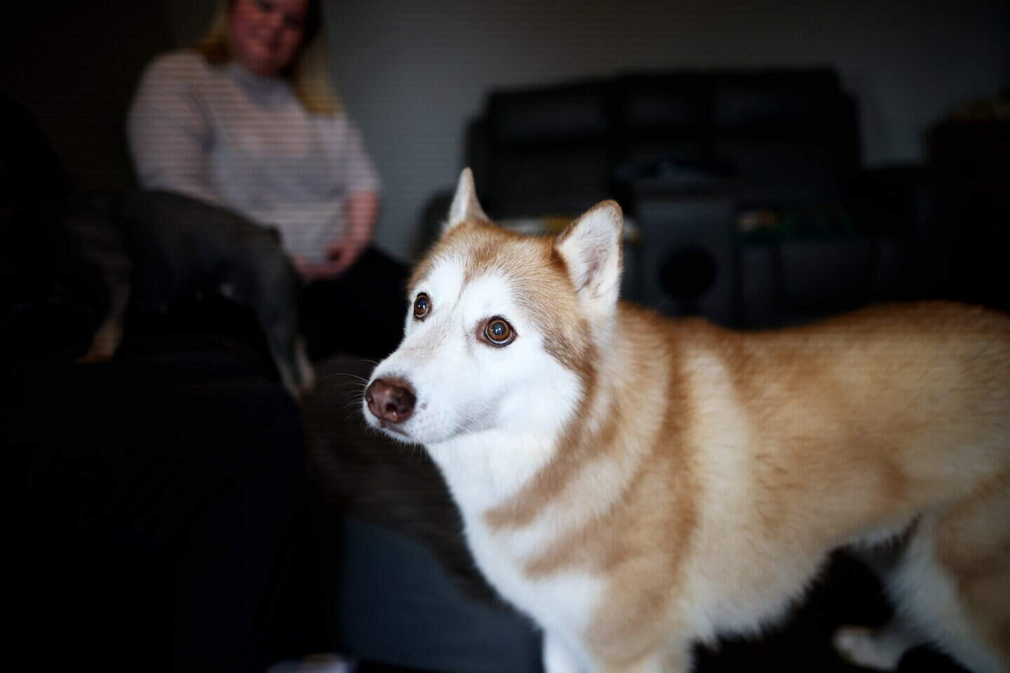 Viral talking Husky Foxy from Belfast melts hearts on TikTok | Belfast ...