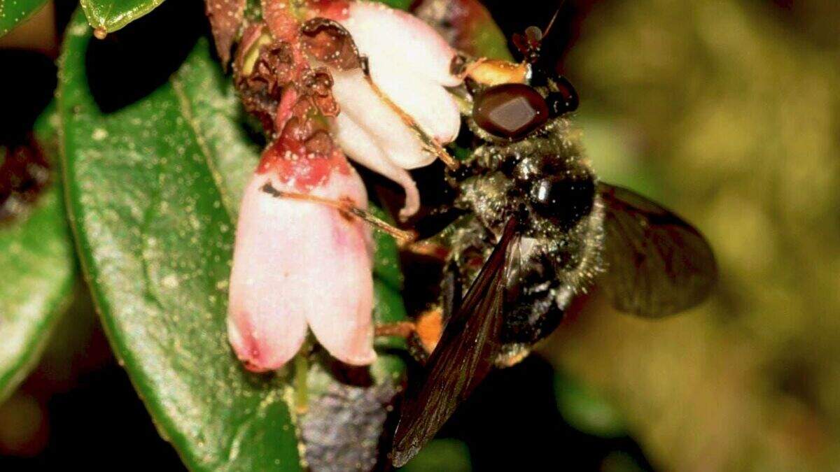 Endangered adult pine hoverfly spotted in wild for first time in years ...