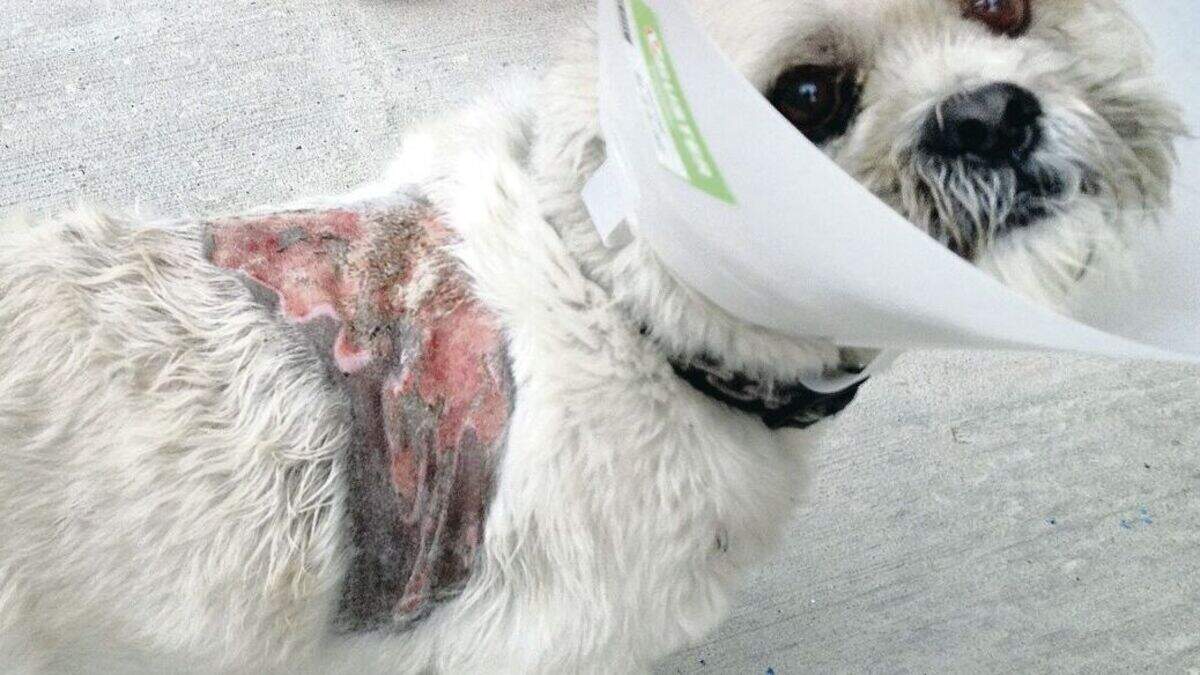 Who could do this to an animal? Outrage and horror after over acid ...