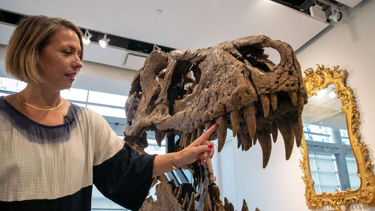 Maximus the T. rex’s skull predicted to fetch 15 million dollars at ...