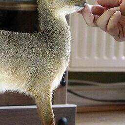 Tiny antelope's big impact at zoo | Belfast Telegraph