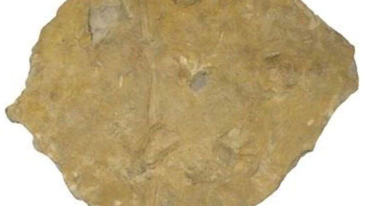 3D scan reveals oldest known record of amphibian tracks in the UK ...