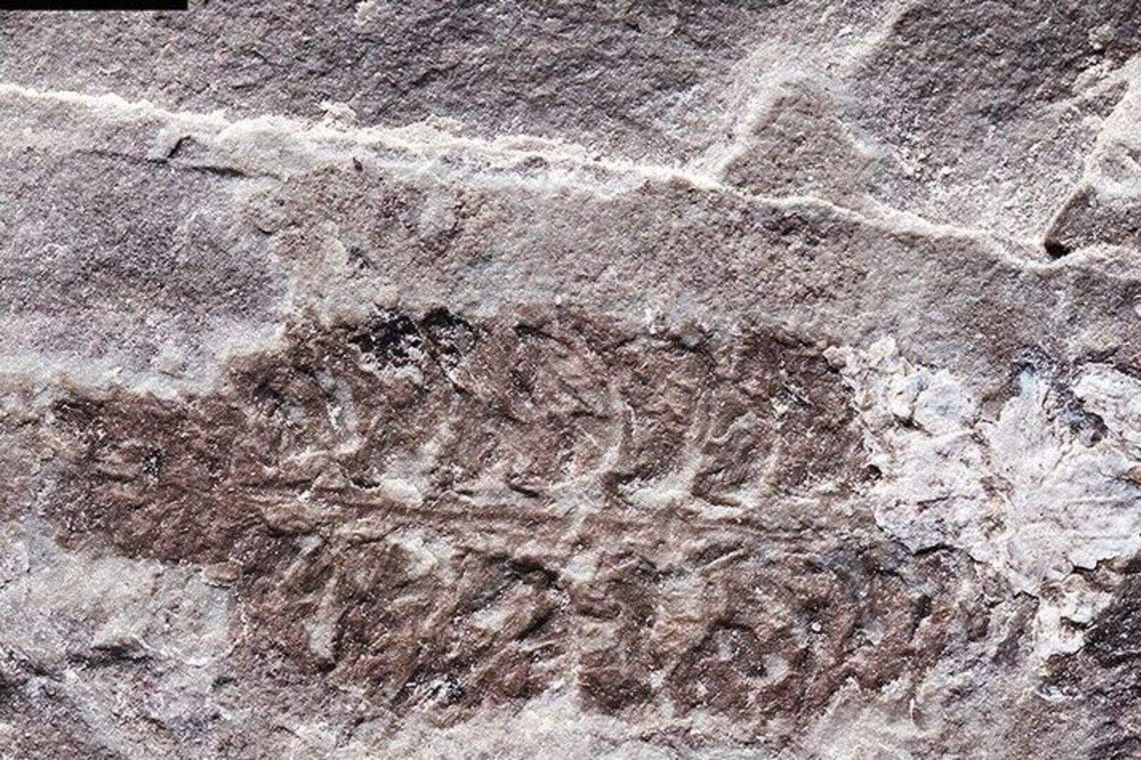 New species of prehistoric scorpion ‘may have been early land explorer ...