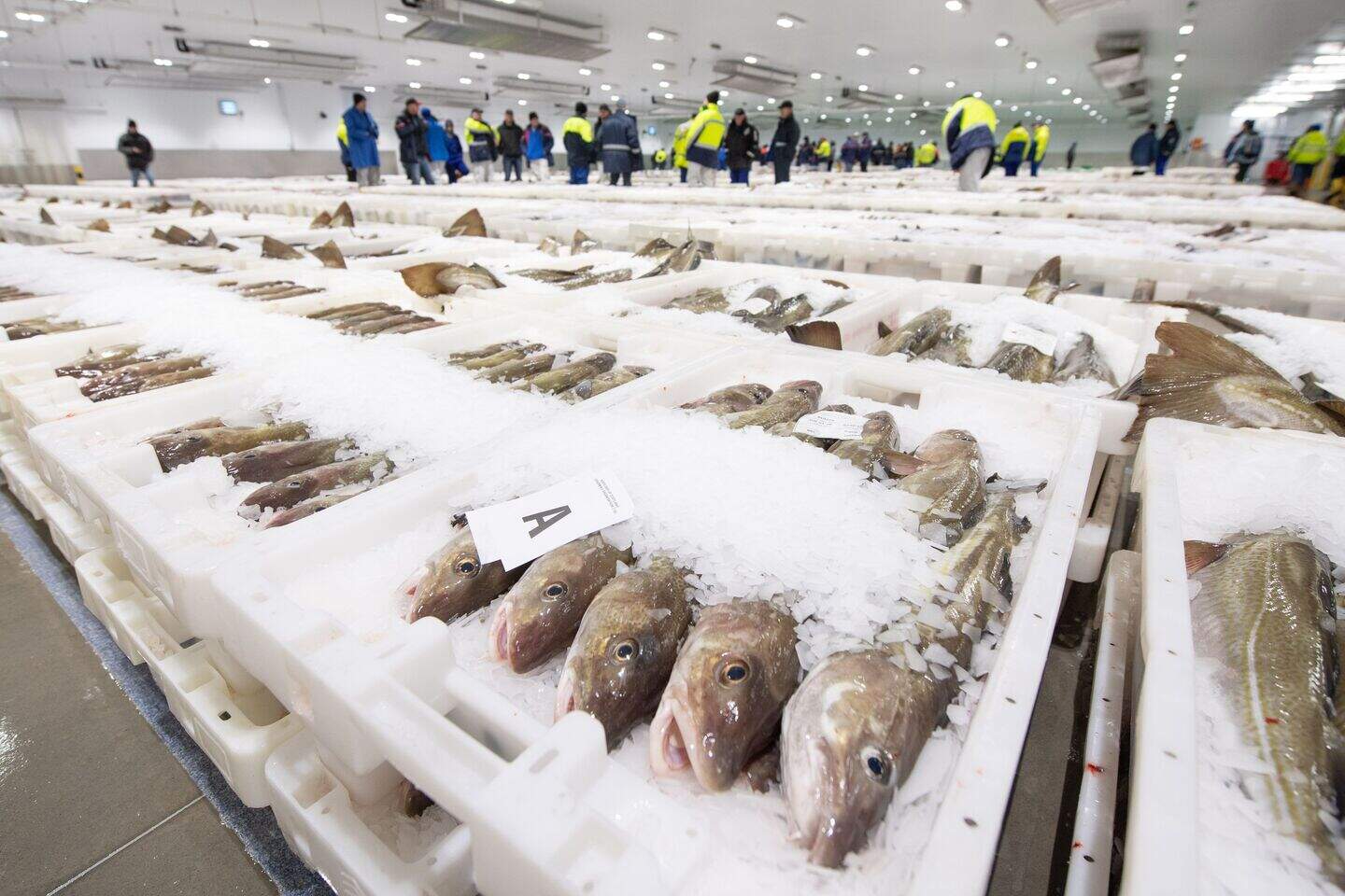 UK must control access to its waters after Brexit, fishing industry ...