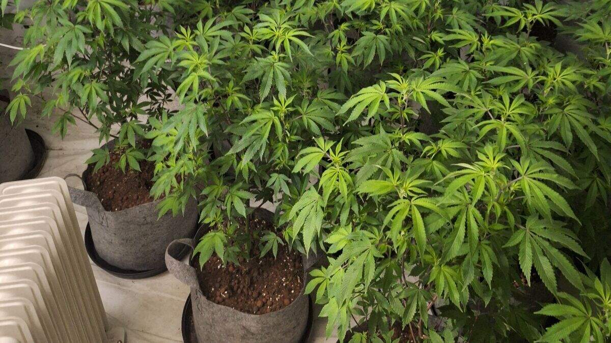 PSNI officers seize £50k worth of cannabis in Dungannon | Belfast Telegraph