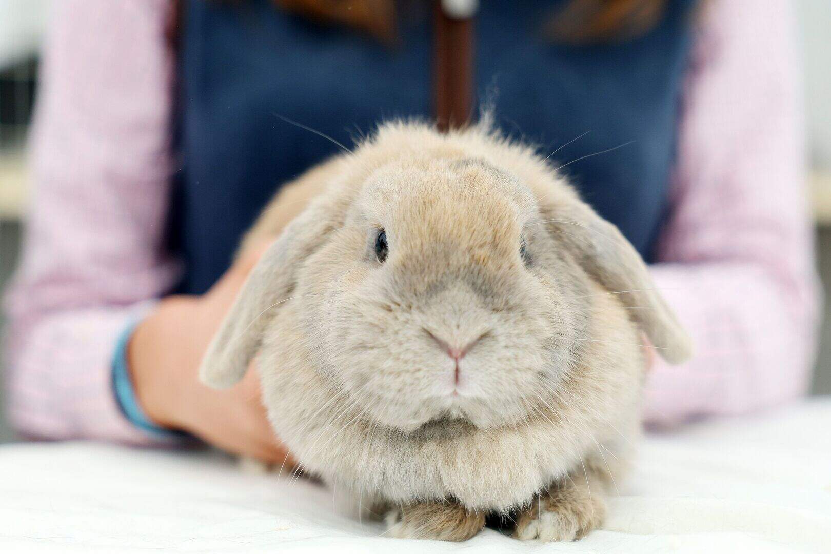 Pets at Home to stop rabbit sales over Easter weekend due to animal ...