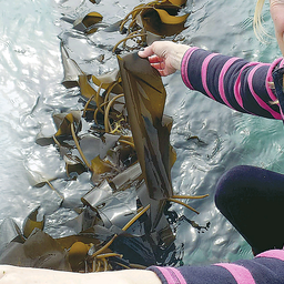 Kelp at hand for contaminated Japan as Rathlin feeds its big appetite ...