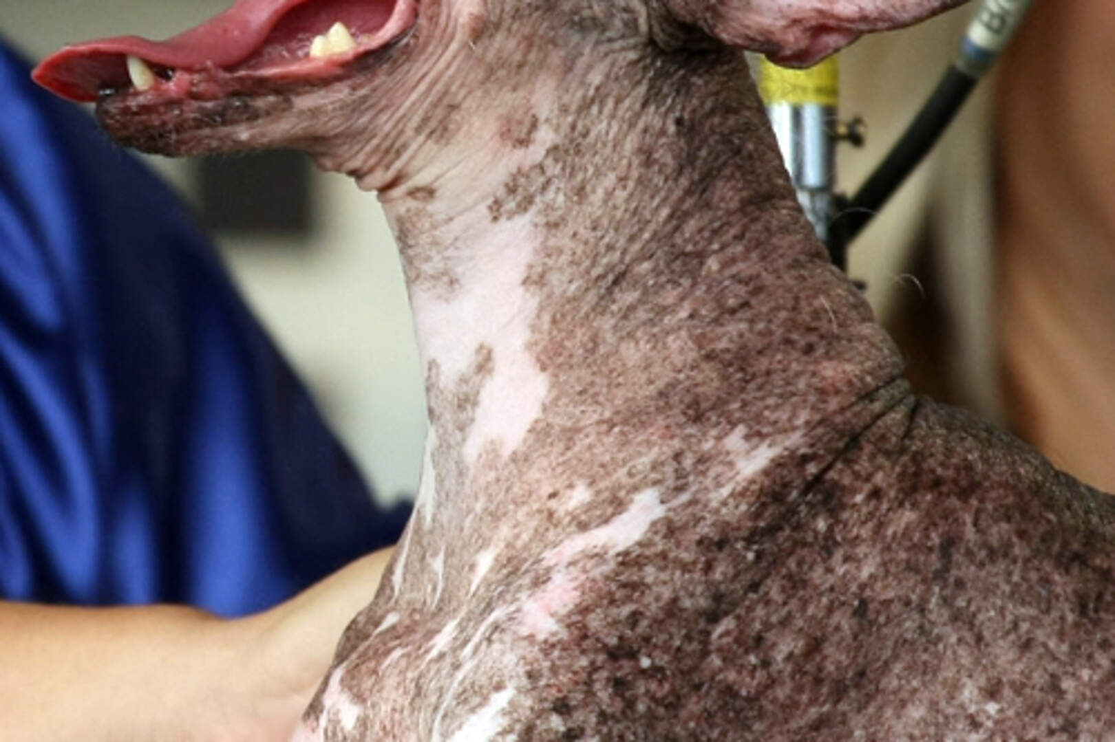 Doggone Peanut, you're so ugly! | Belfast Telegraph