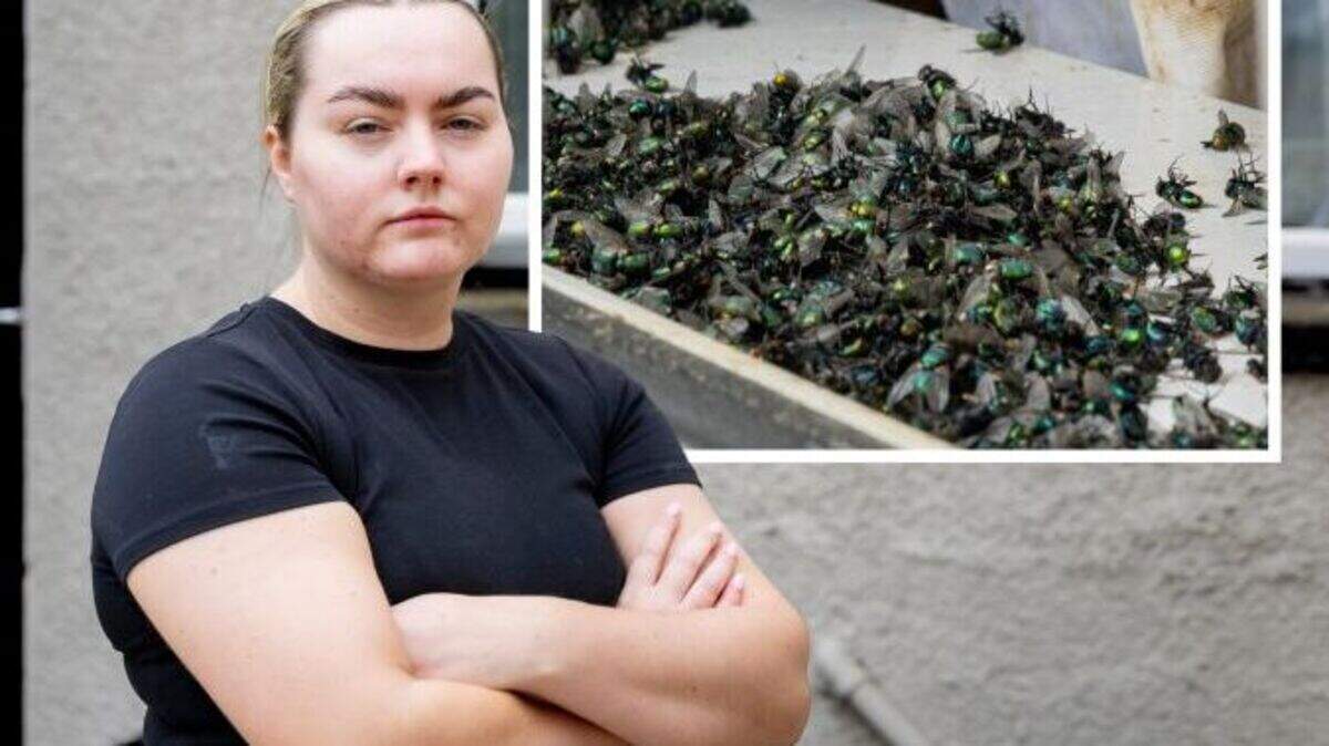 ‘A nightmare’: Flies infestation at Belfast flats after body of man lay ...