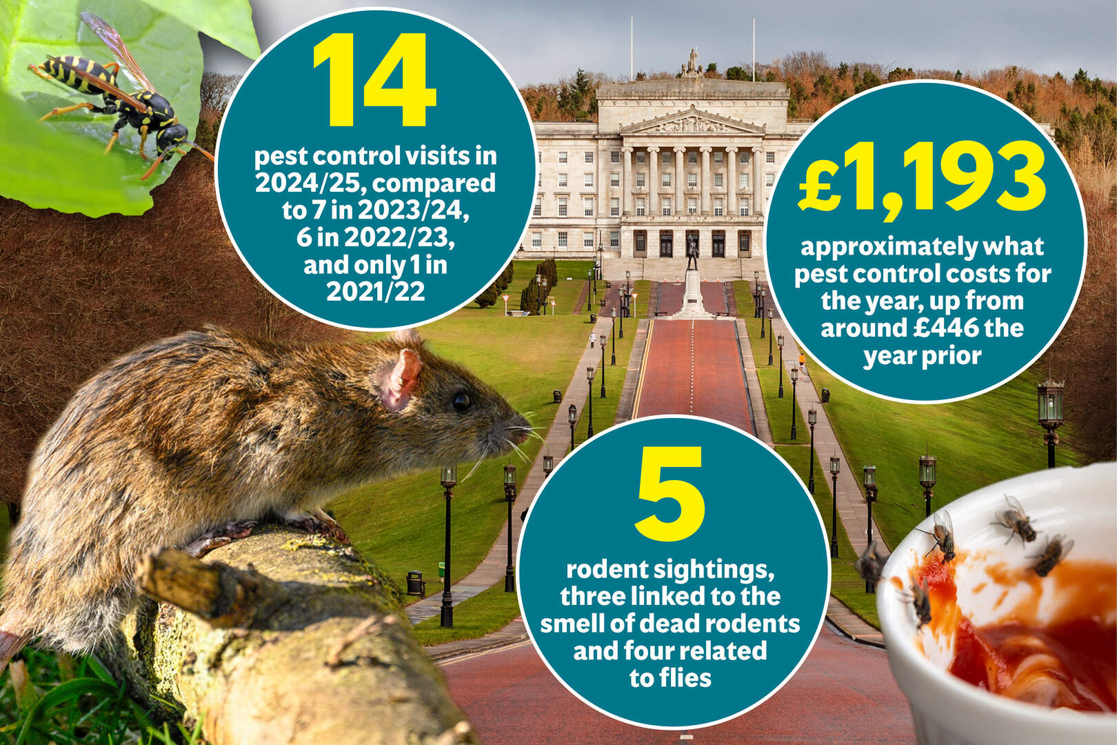 Number of pests on the rise at Stormont as sightings double in last ...