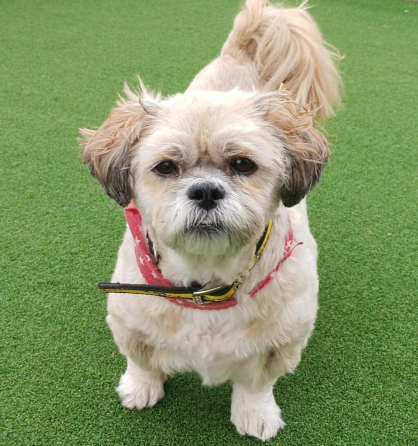 For Dogs’ Sake: Reality star Pete Wicks inspires Co Antrim woman Janet ...