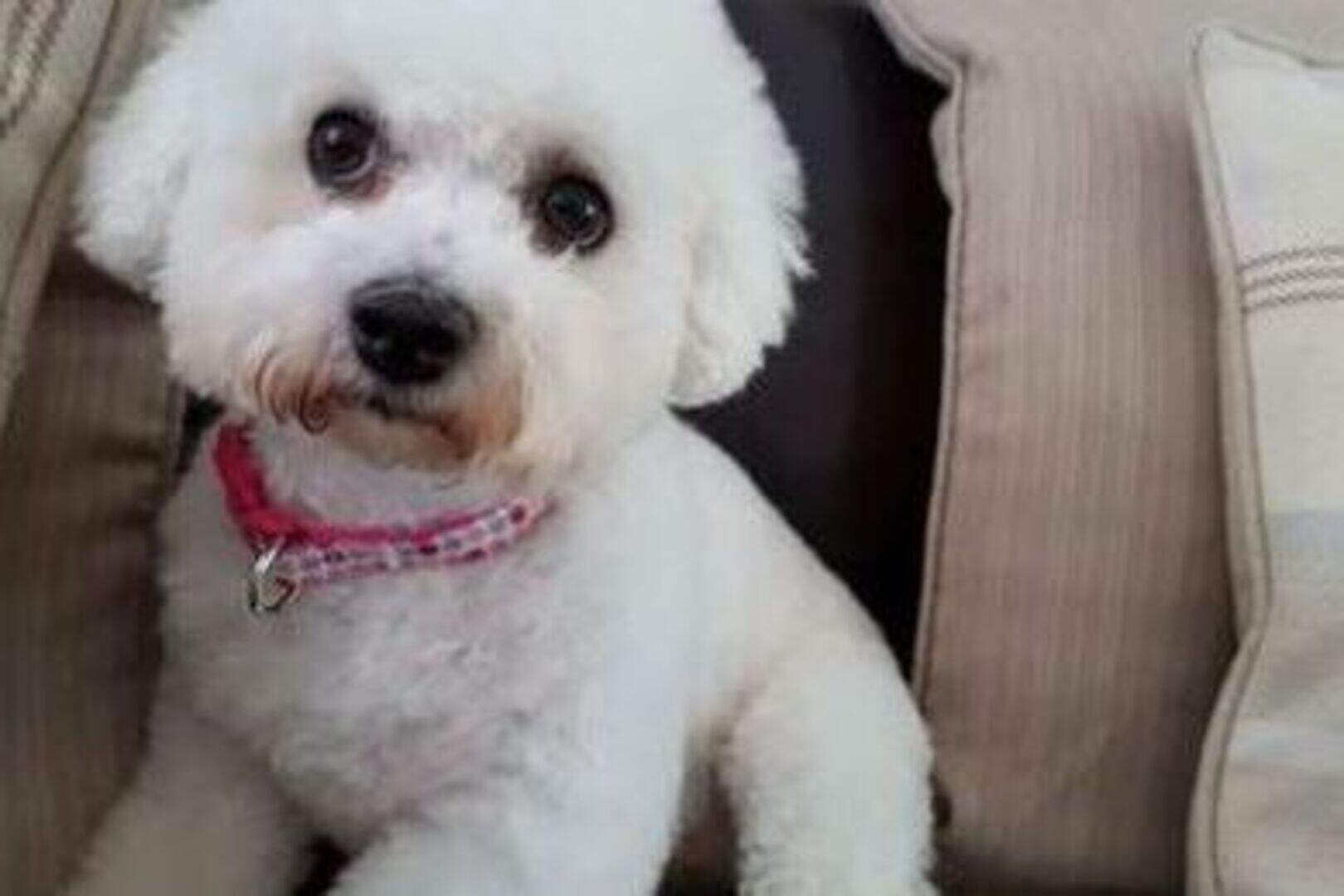 Lurgan dog 'Missing Millie' is found after 18-day search | Belfast ...