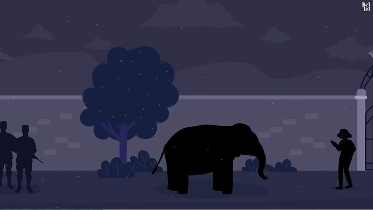 Watch: Story of how Belfast Zoo's baby elephant was kept in backyard of ...