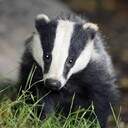 Government backs cull of badgers | Belfast Telegraph