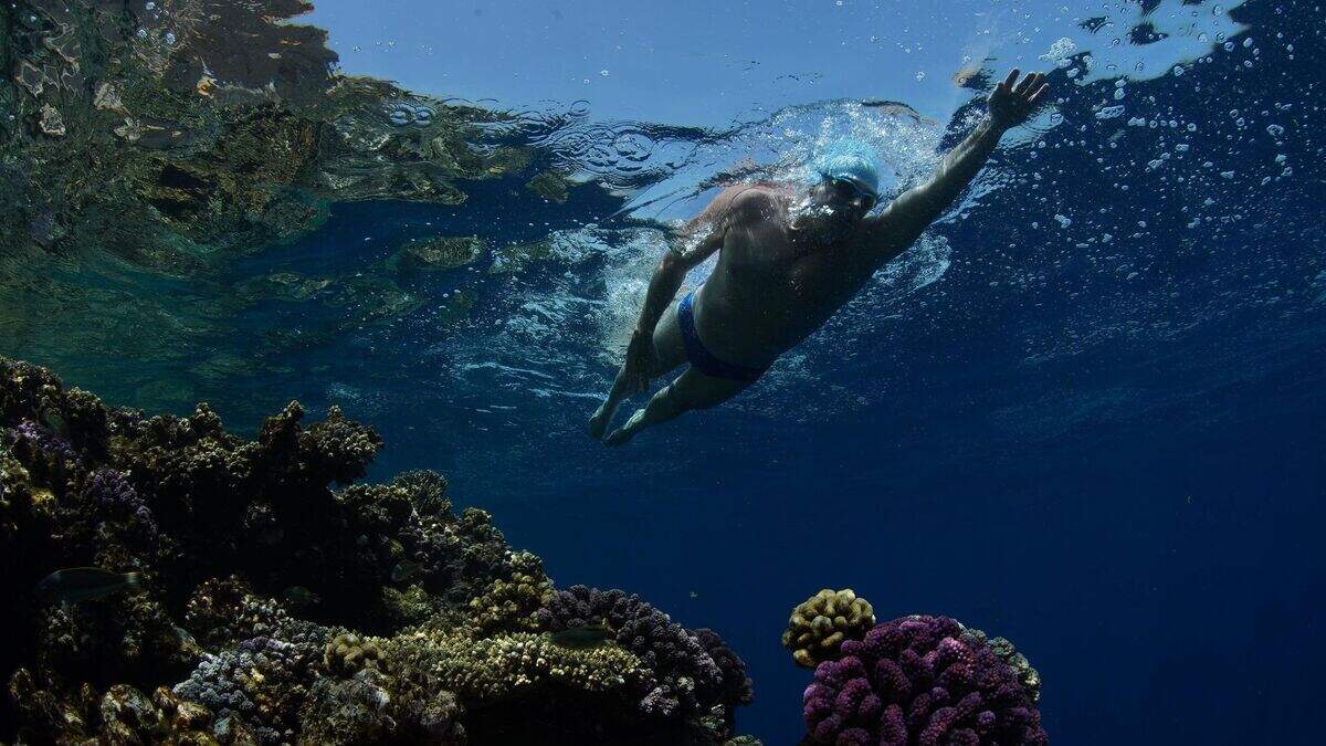 Endurance swimmer Lewis Pugh in Red Sea swim to highlight climate coral ...