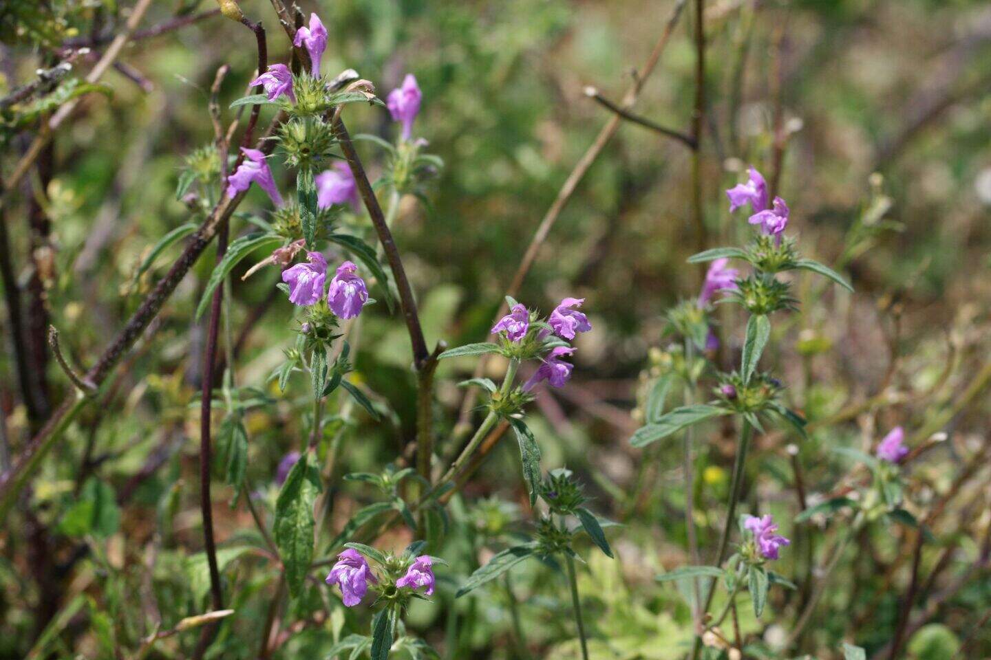 Rare farmland wildflowers thrown a lifeline by conservation project ...