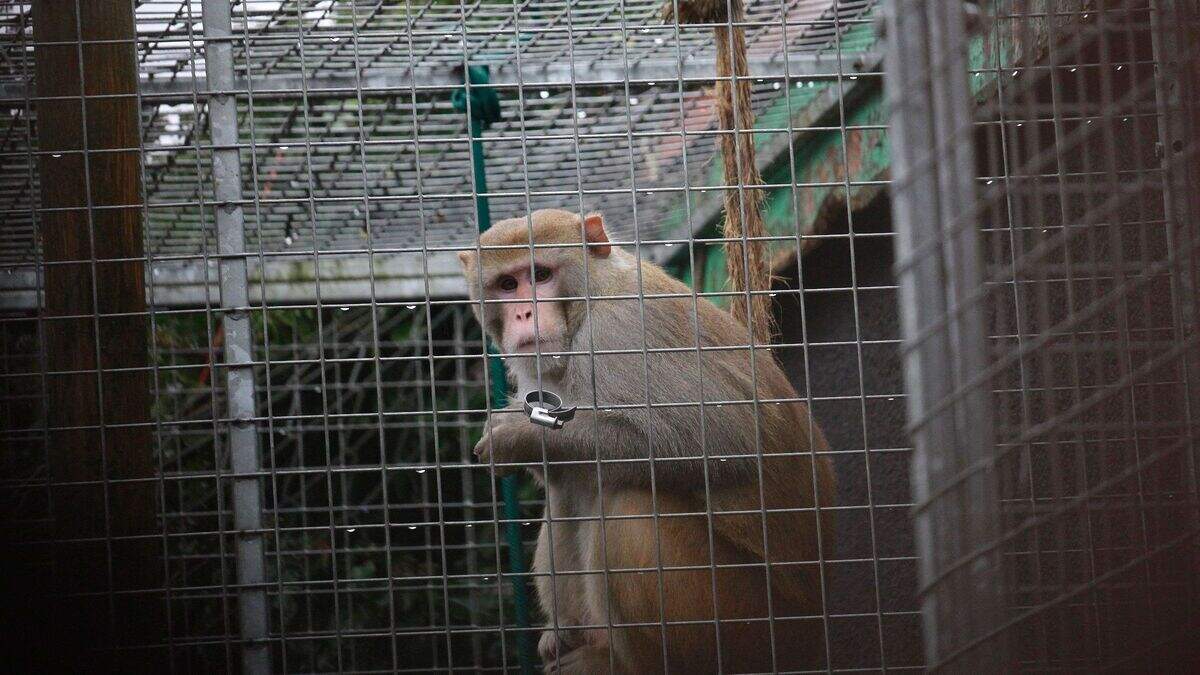Video: Bankrupt Ballymena pet shop's exotic animals are taken away to ...