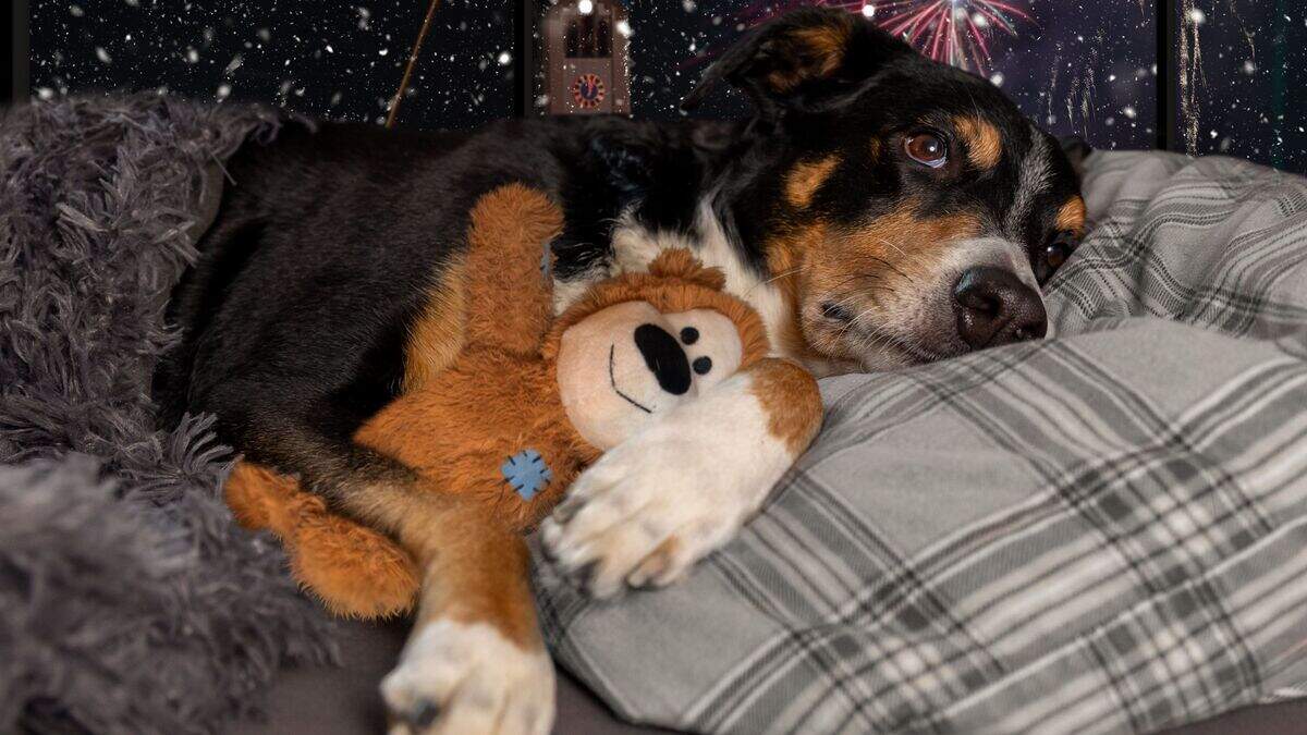 MLA calls for fireworks review after stressed pet drug warning ...