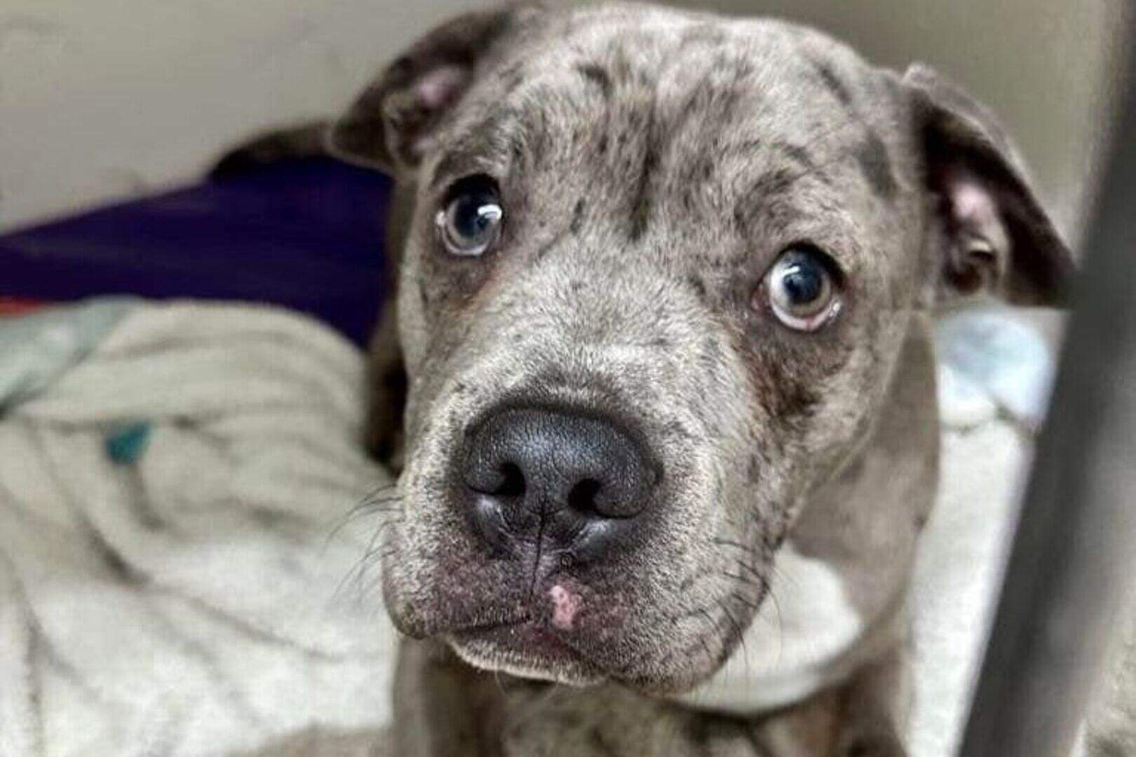 NI council continues to hold abandoned puppy as thousands sign petition ...