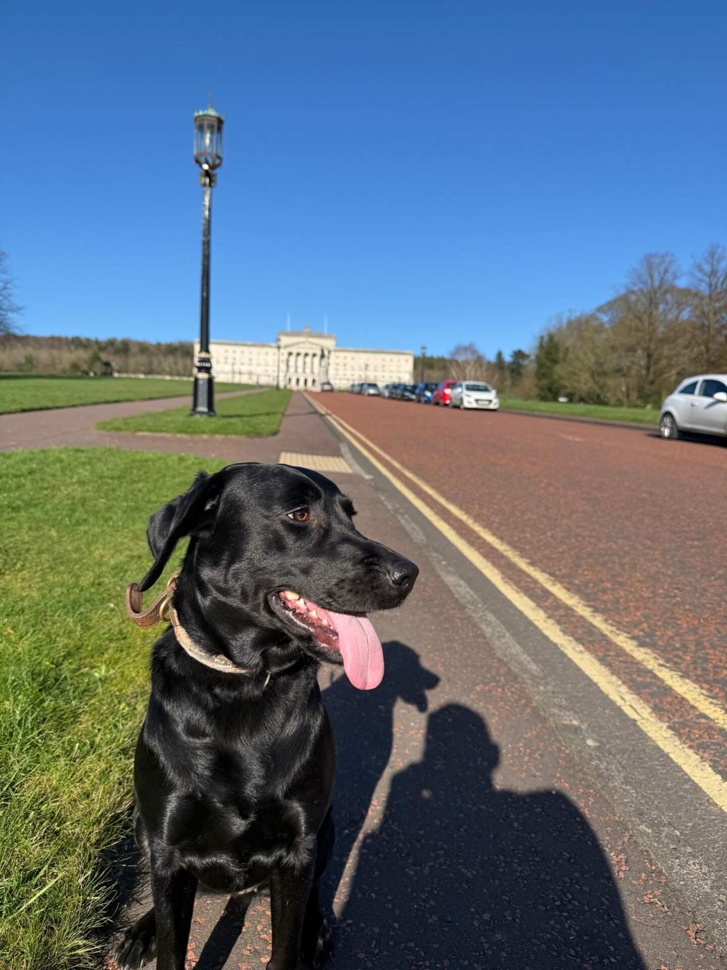 Stormont officials ‘satisfied there were no welfare concerns’ after dog ...