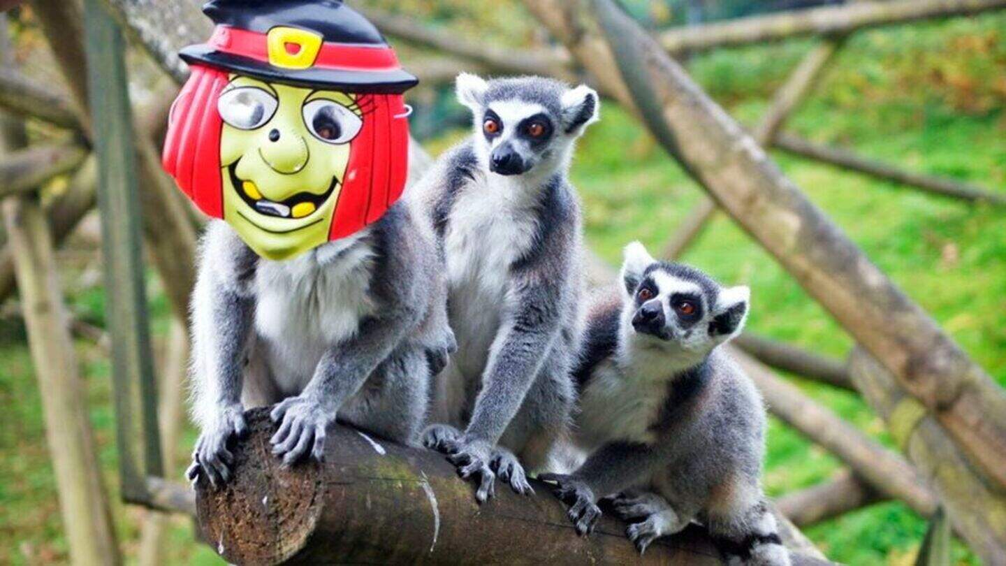 Halloween 2023: Top 10 quirky things to do in Northern Ireland ...