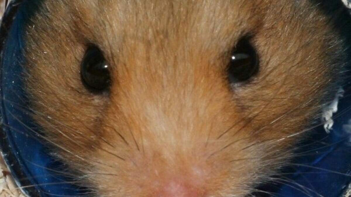 Teenager admits microwaving hamster | Belfast Telegraph
