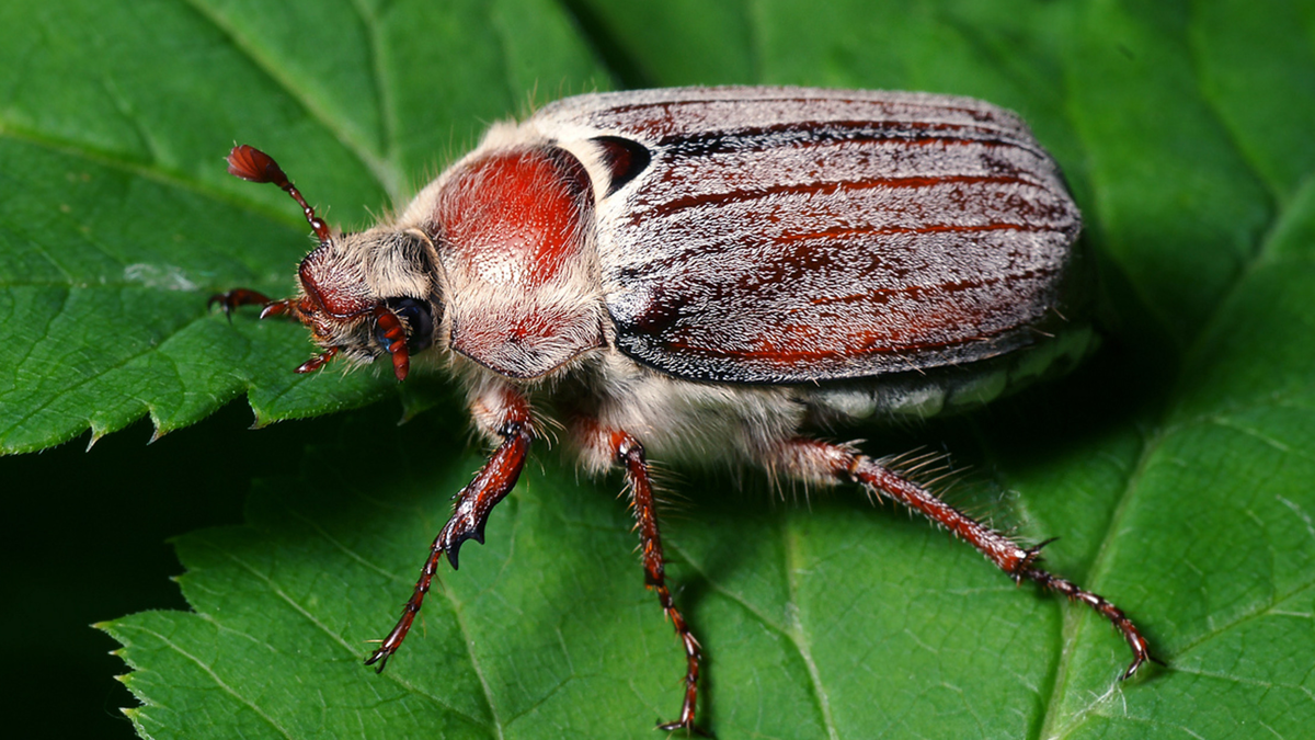 First sighting of rare forest chafer beetle in 100 years | Belfast ...