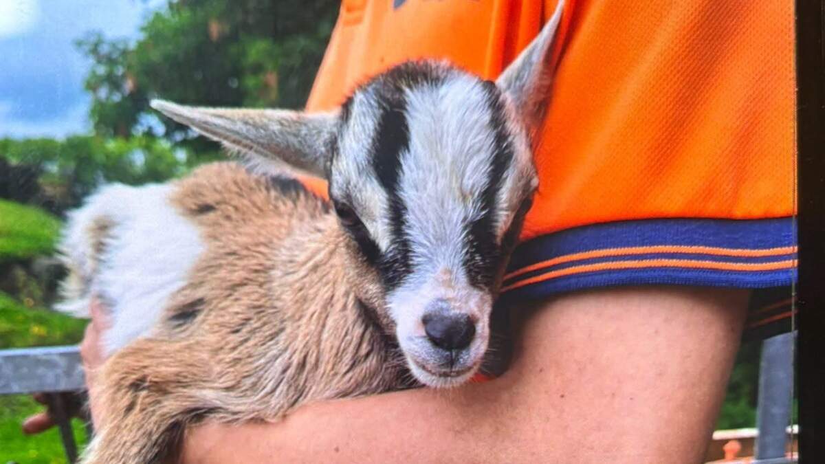 Kid-napped: Baby pygmy goat returned home to Co Armagh farm as two ...
