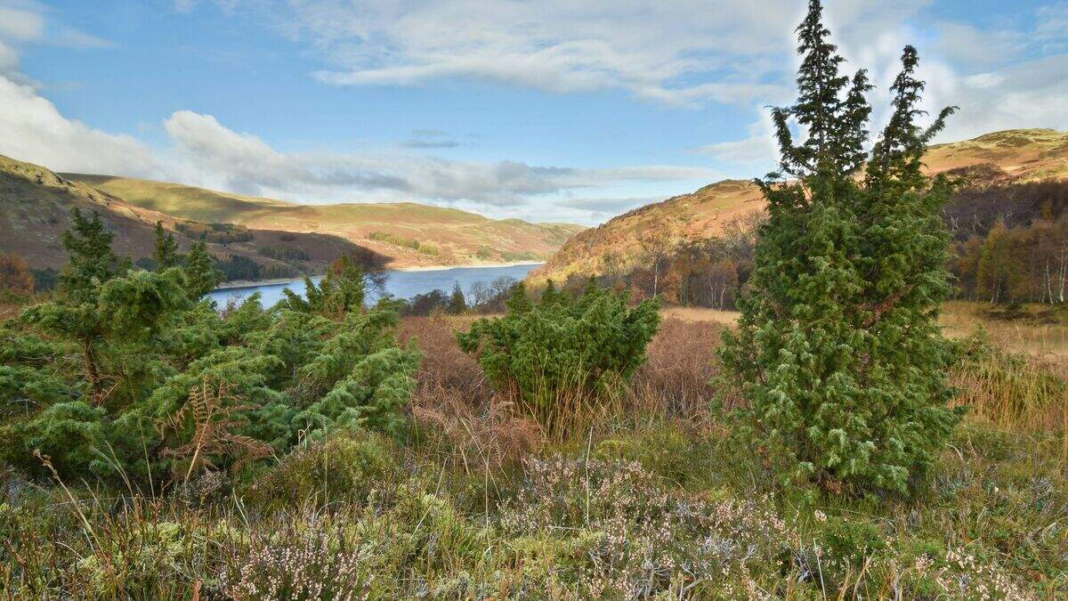 Rewilding schemes boost jobs and volunteering while helping nature ...