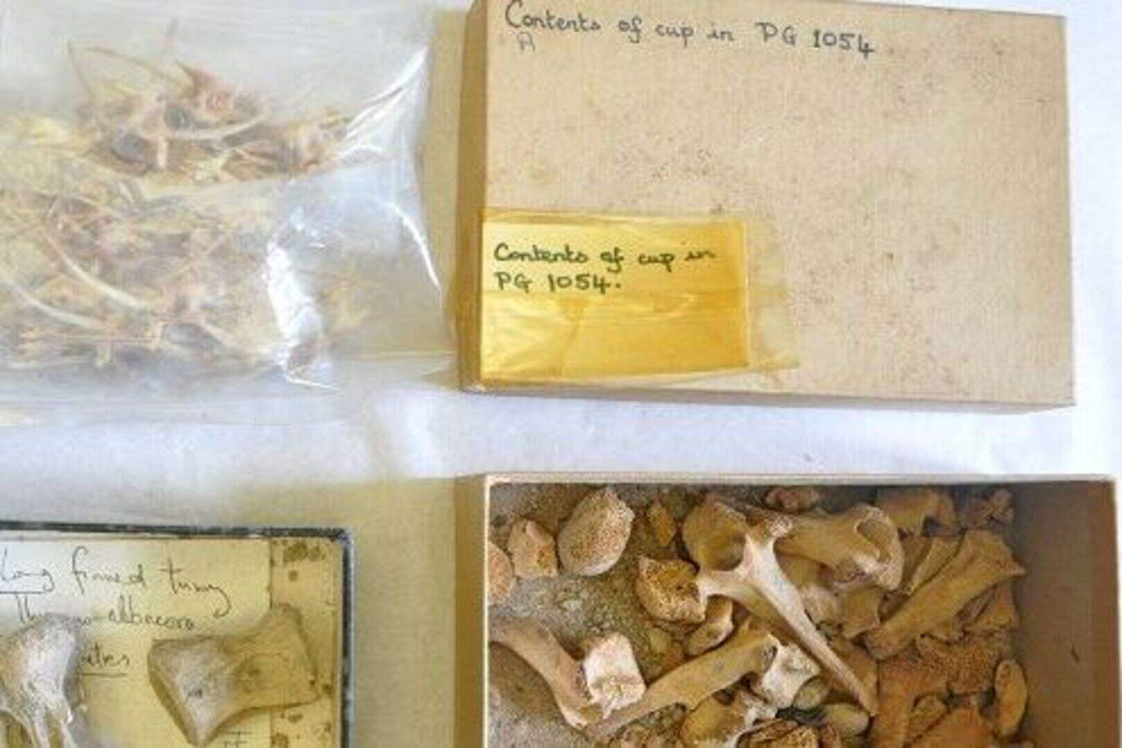 Ancient food offerings discovered | Belfast Telegraph
