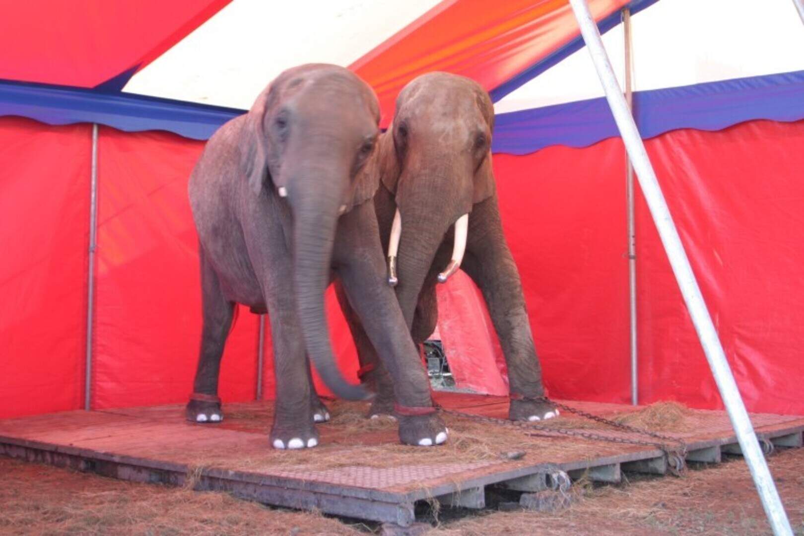 Green Party urge boycott of circus act over ‘animal welfare concerns ...